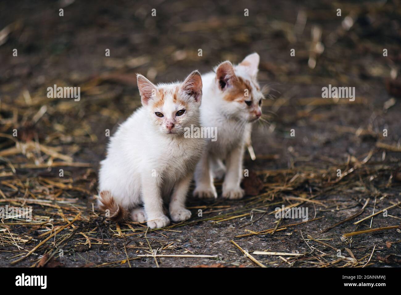 Two cats heads hi-res stock photography and images - Alamy