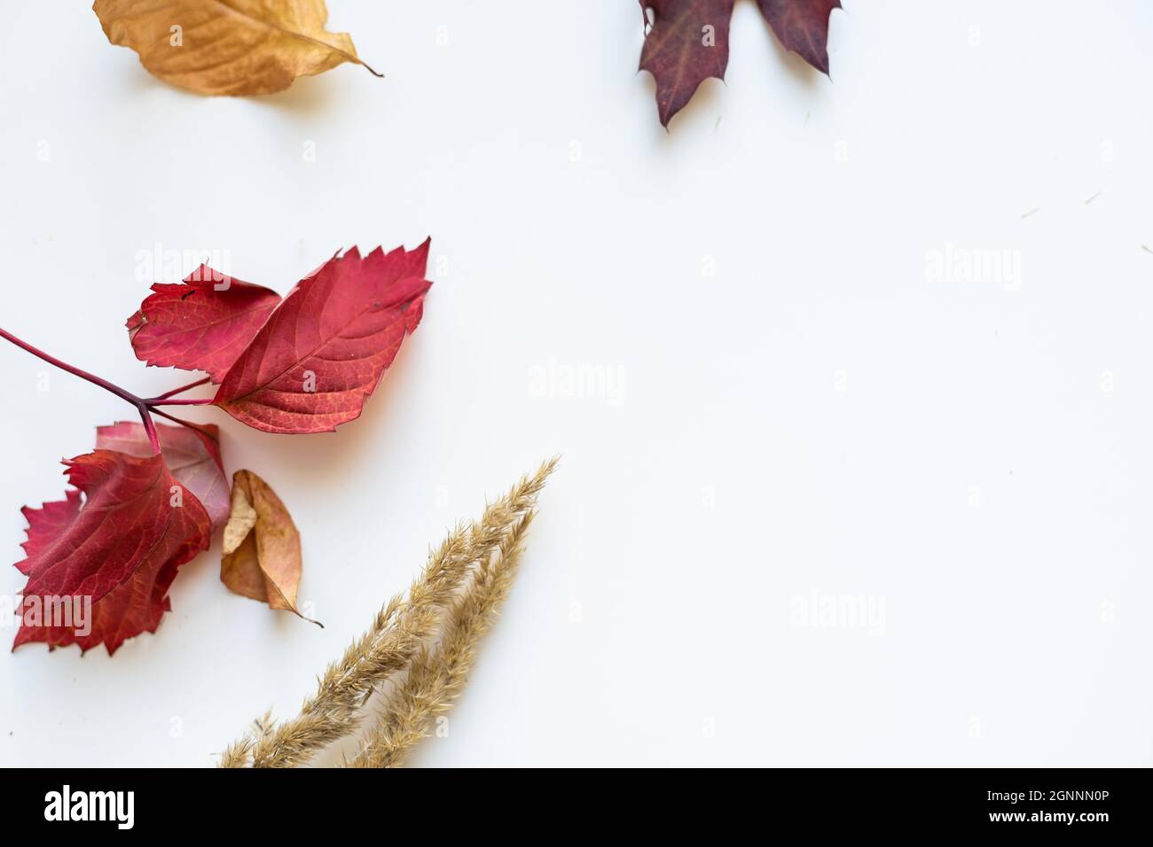 fall color leaves on white background Stock Photo - Alamy