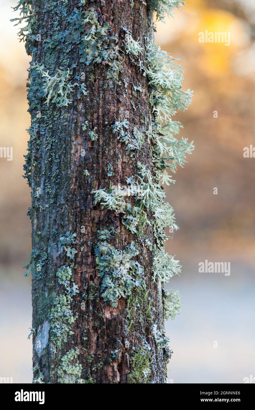 Lichen woodland taiga hi-res stock photography and images - Alamy