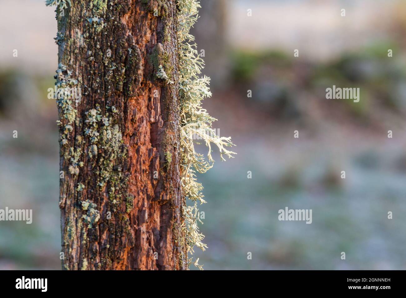 Lichens on tree trunks hi-res stock photography and images - Alamy