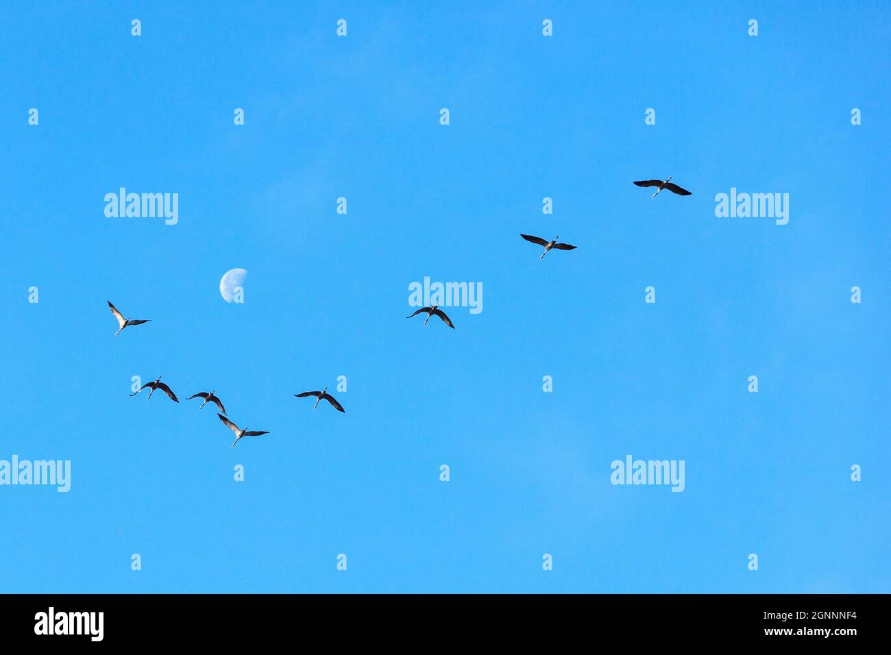 Common cranes and moon hi-res stock photography and images - Alamy