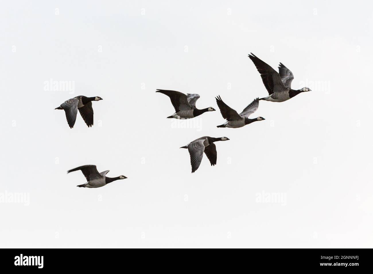 Barnacle goose flying hi-res stock photography and images - Alamy