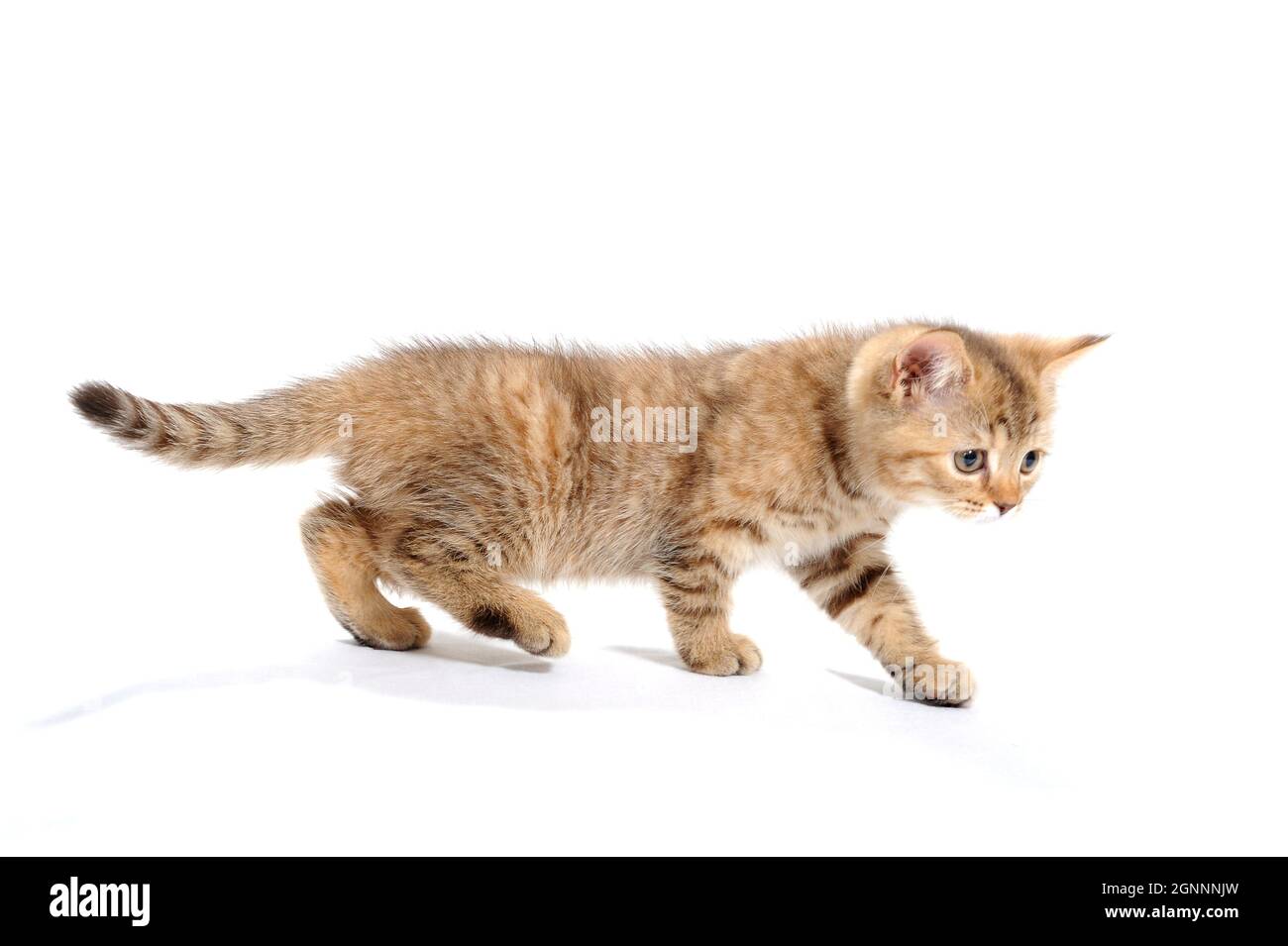 ginger striped purebred cat, goes to a white isolated background Stock ...