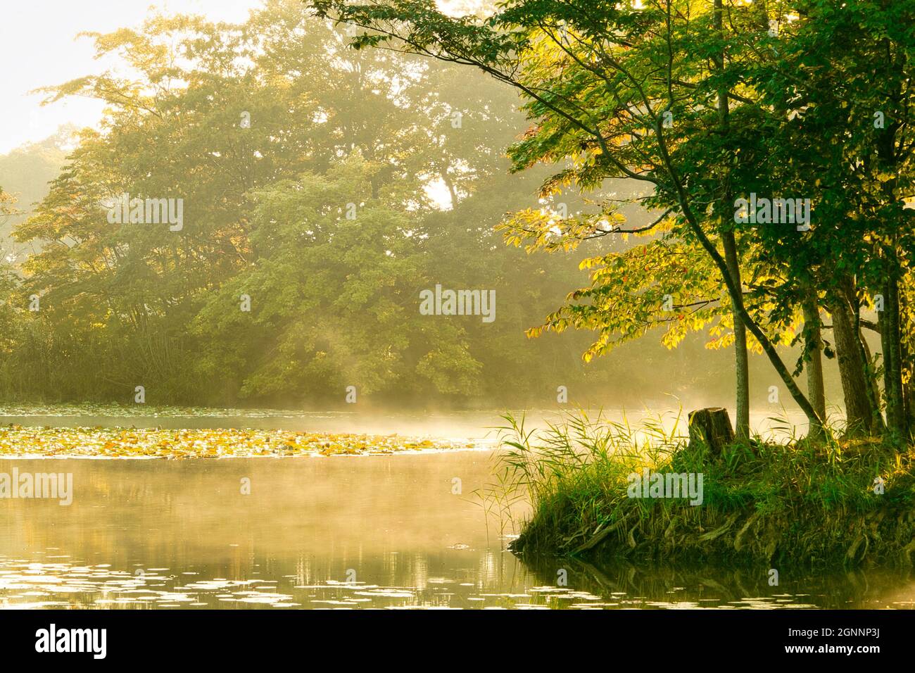 Sunlight over greenery hi-res stock photography and images - Alamy