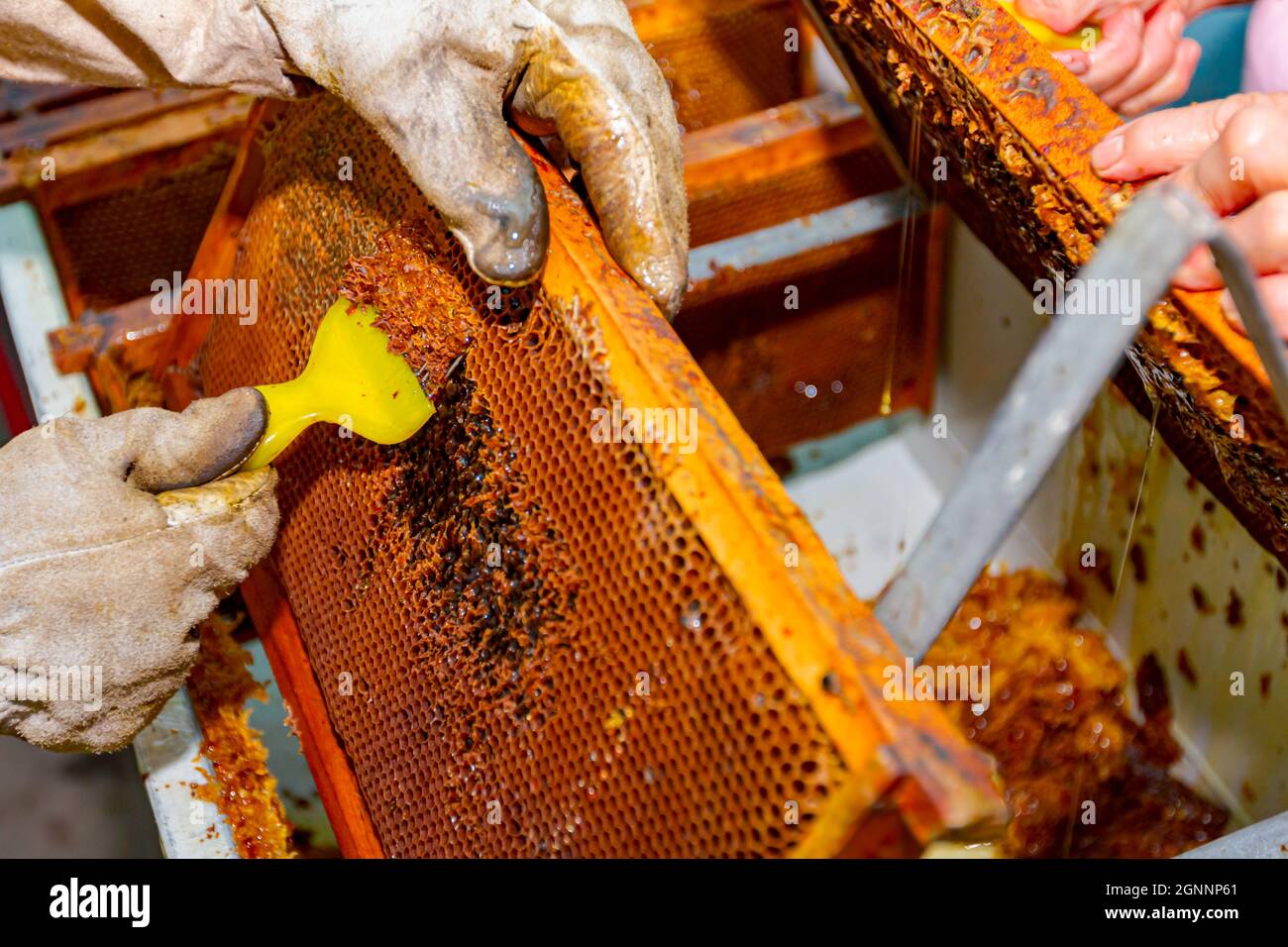 Uncapping honey hi-res stock photography and images - Alamy