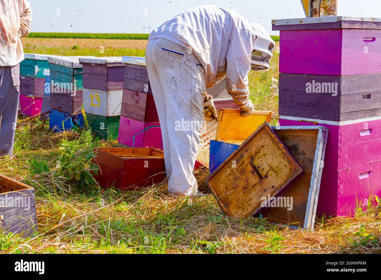 Beekeeper is taking out the honeycomb on wooden frame to control ...