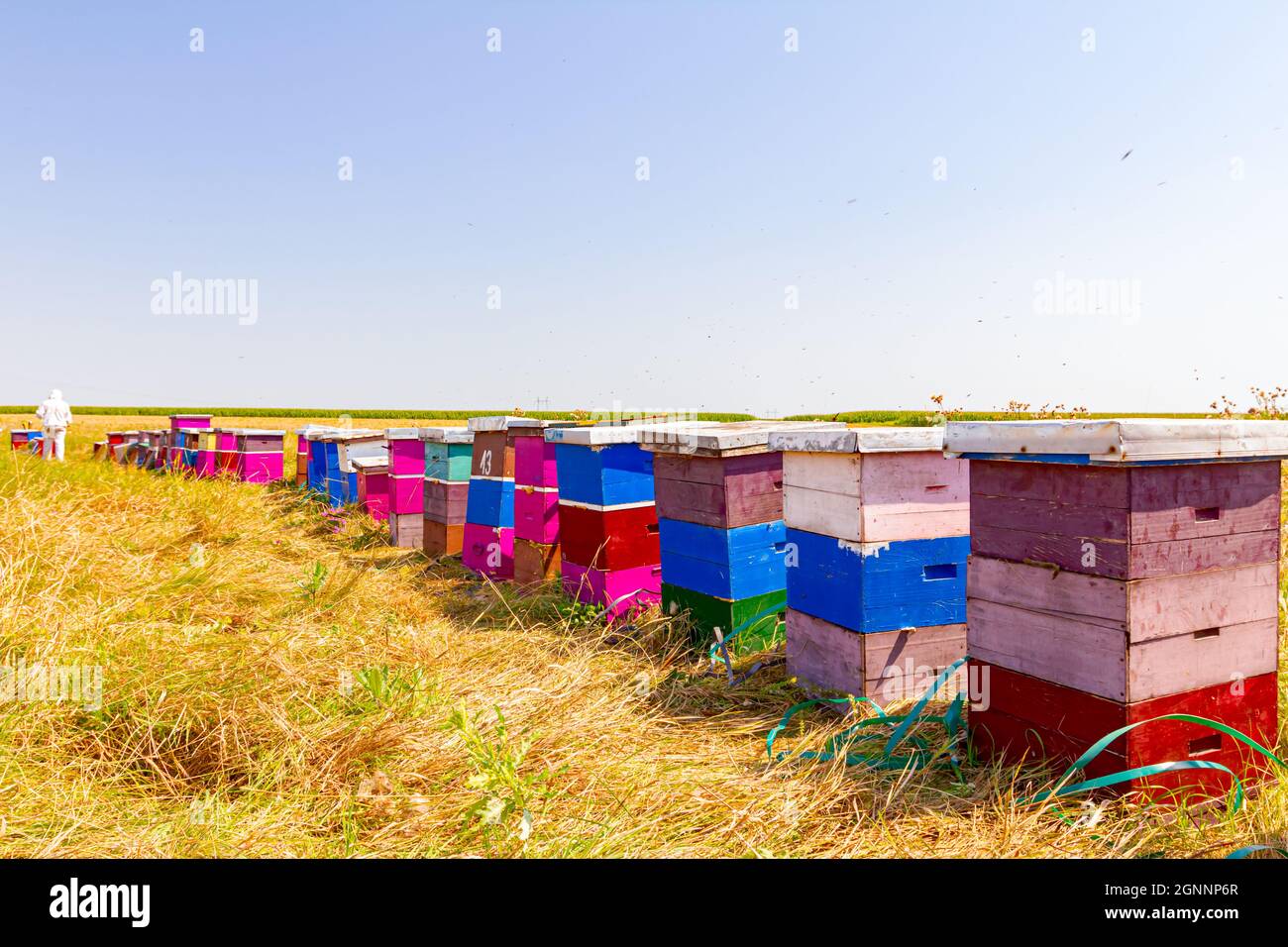 Wooden colorful beehives in a row are placed on a meadow Stock Photo ...