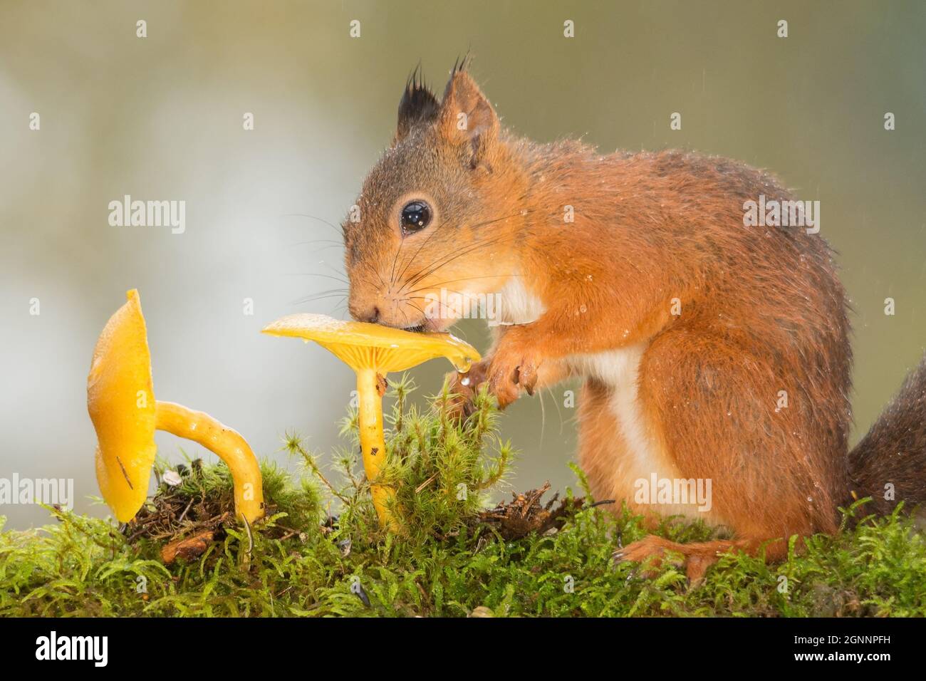 red squirrel kissing a mushroom Stock Photo - Alamy