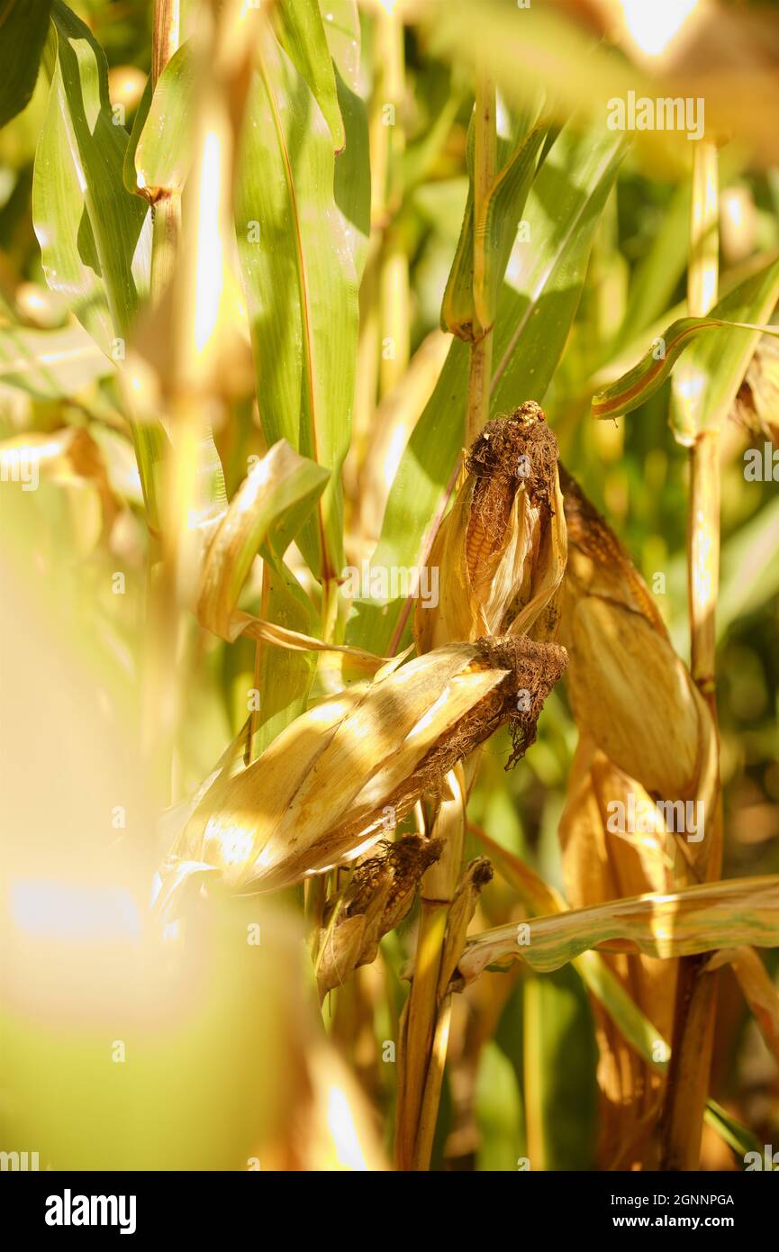 ripe corn, dries up in the field before harvest Stock Photo - Alamy