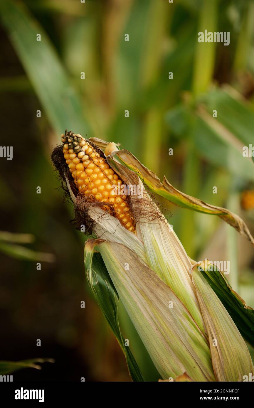 Corn field indian farm hi-res stock photography and images - Alamy