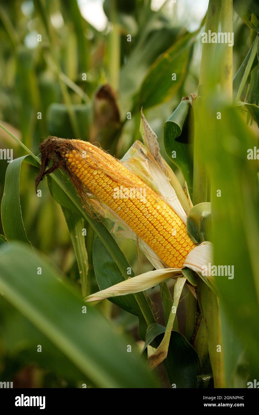 Corn field indian farm hi-res stock photography and images - Alamy