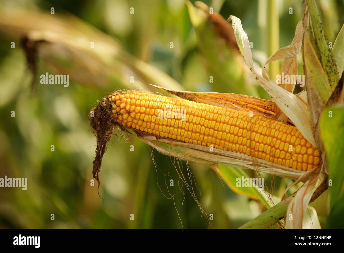 ripe corn, dries up in the field before harvest Stock Photo - Alamy