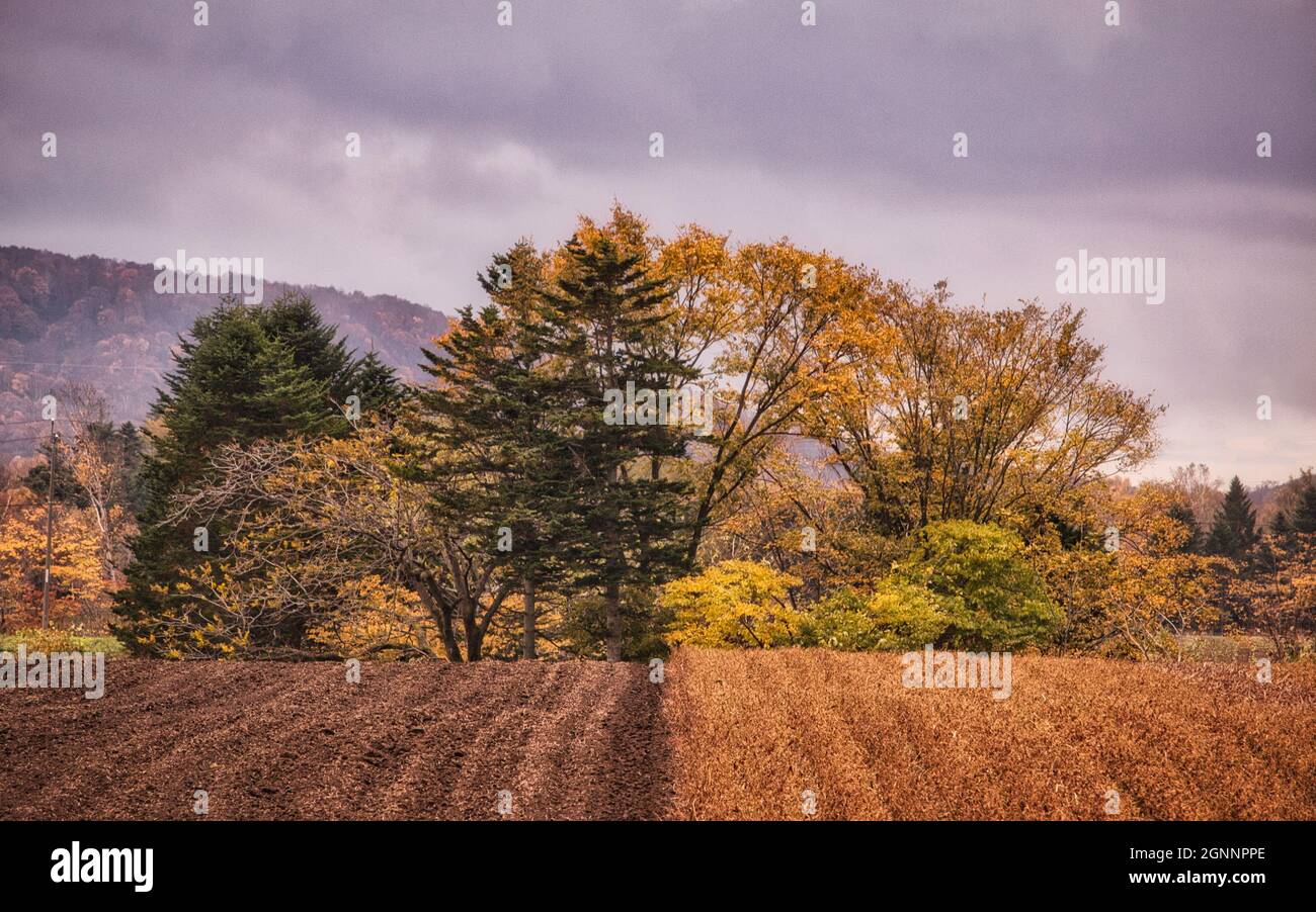 A small group of autumn trees behind harvested fields. One half of wood ...