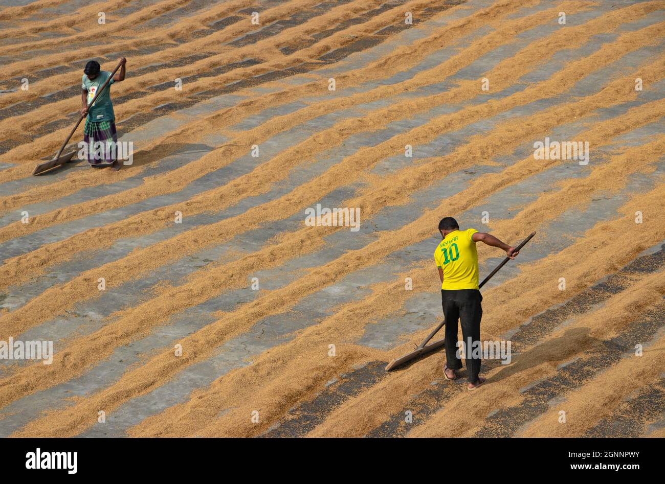 Munshiganj, Dhaka, Bangladesh. 27th Sep, 2021. Rice mill workers turn ...