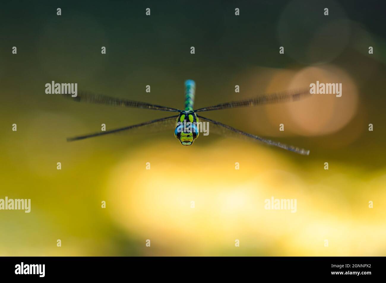 The southern hawker or blue hawker (Aeshna cyanea) in flight. Dragonfly ...