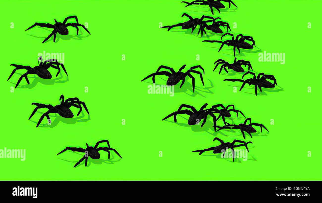 3d illustration - Spiders On Green Screen Creepy Crawling Stock Photo ...