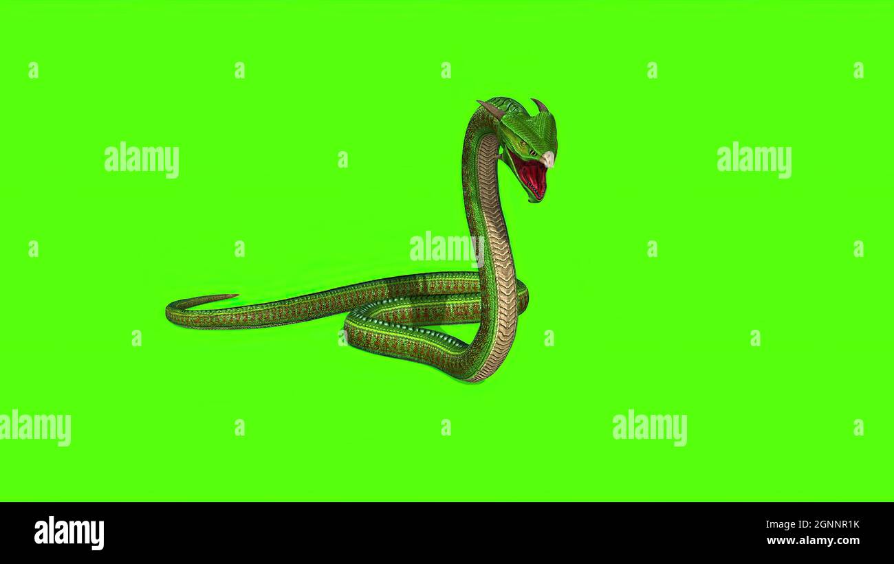 3d illustration - Snake Python on Green Screen background Stock Photo ...
