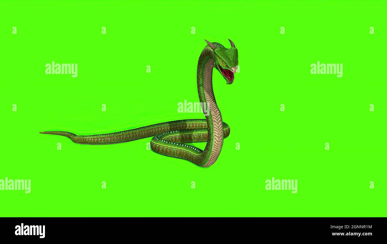 3d illustration - Snake Python on Green Screen background Stock Photo ...