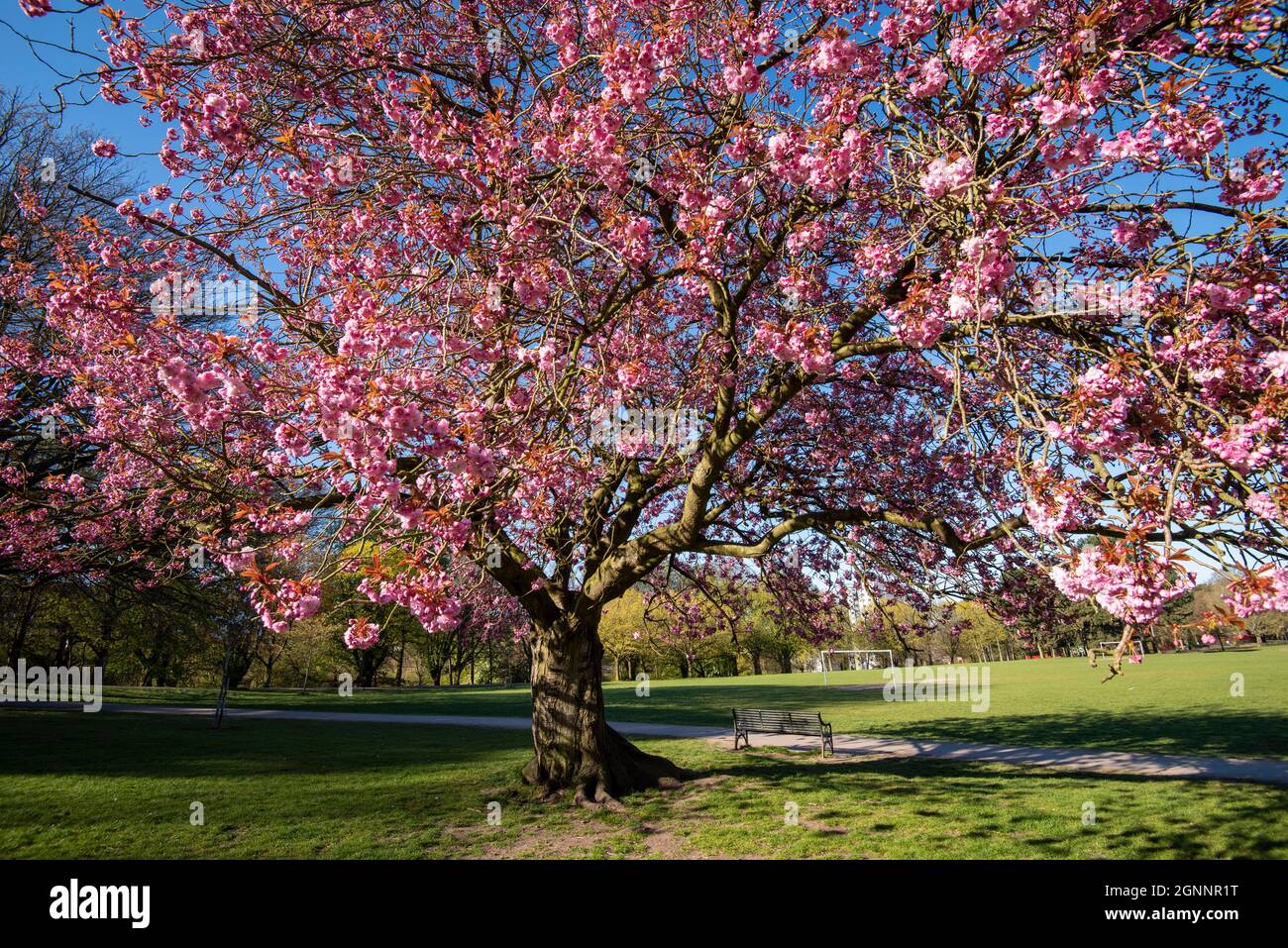 Spring Blossom at Woodthorpe Park in Nottingham, Nottinghamshire ...