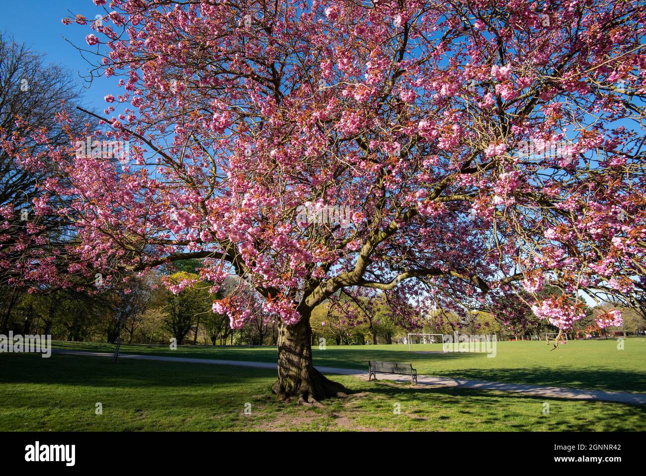 Spring Blossom at Woodthorpe Park in Nottingham, Nottinghamshire ...