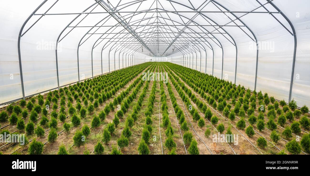 rows of young conifers in greenhouse with a lot of plants on plantation ...