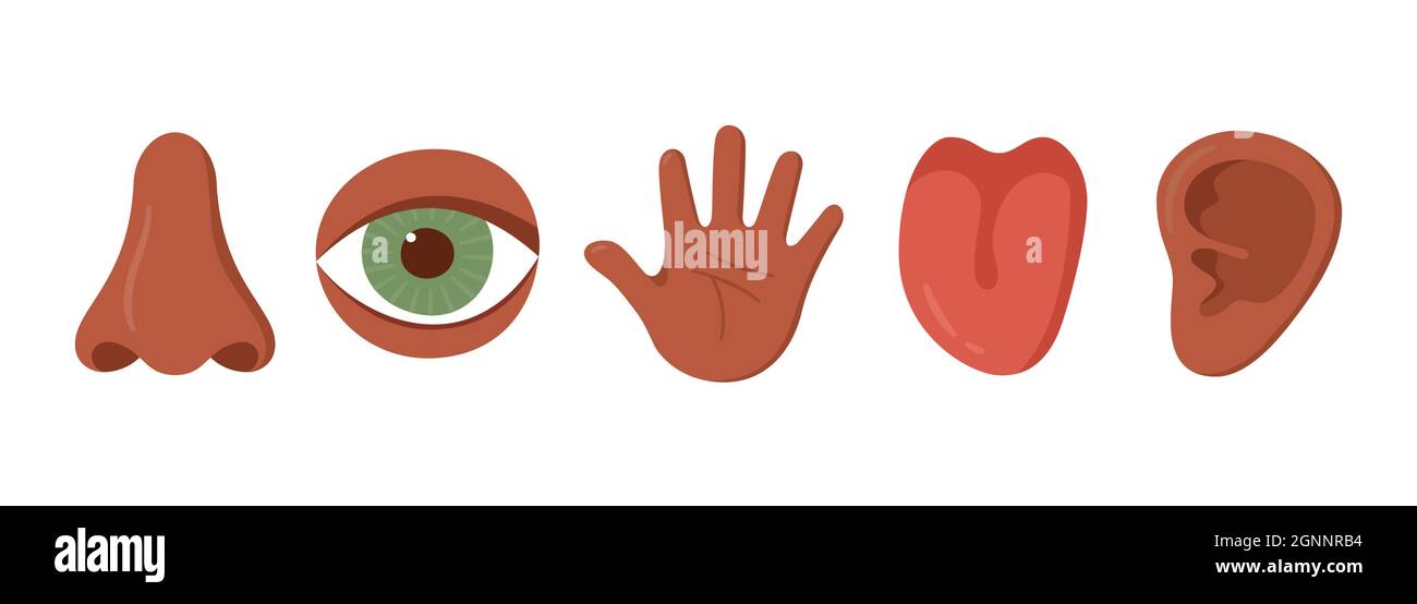 External organ organs hi-res stock photography and images - Alamy