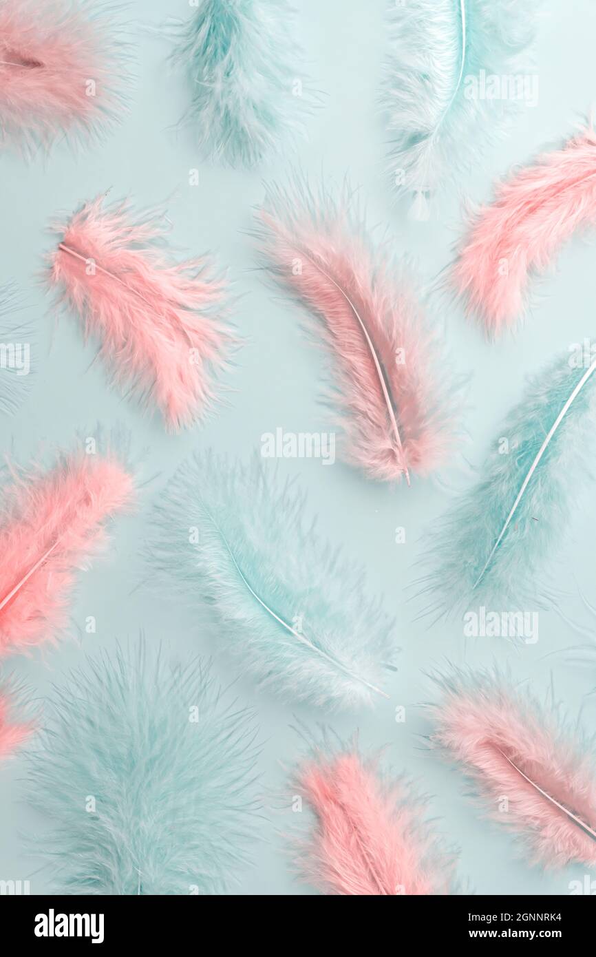Colorful feather pastel background for designers. Lightweight tropical ...