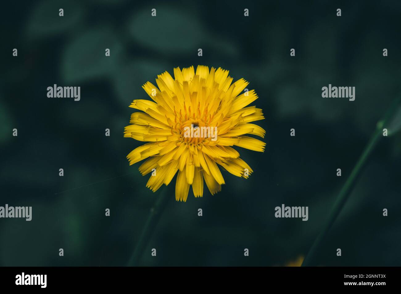 Closeup shot of a fully bloomed dandelion flower against a blurry dark ...