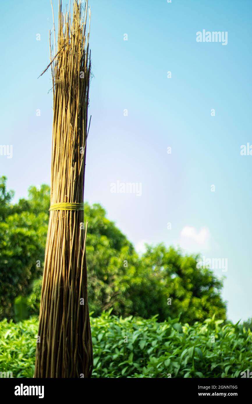 Dry Lalo or saluyot and green jute plant together, charcoal or ...