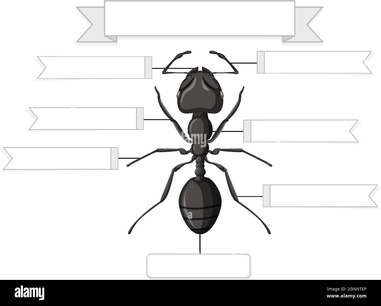External Anatomy of an ant worksheet illustration Stock Vector Image ...