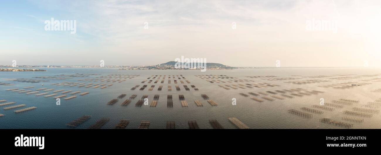 Aerial panorama of oyster tables in Bouzigues on the Thau lagoon, in ...