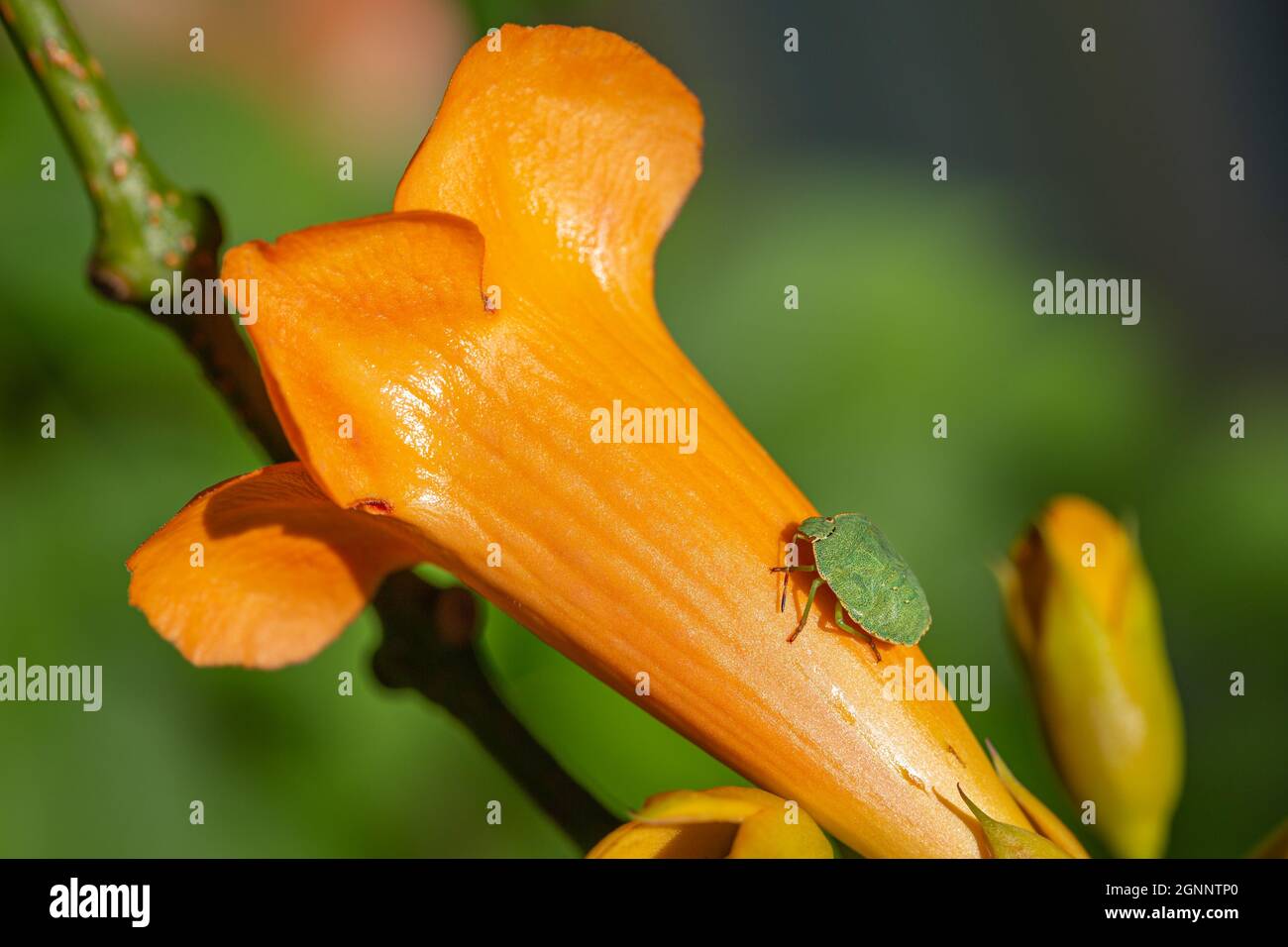 Green stink bug, also known as common stink bug or common greenling ...