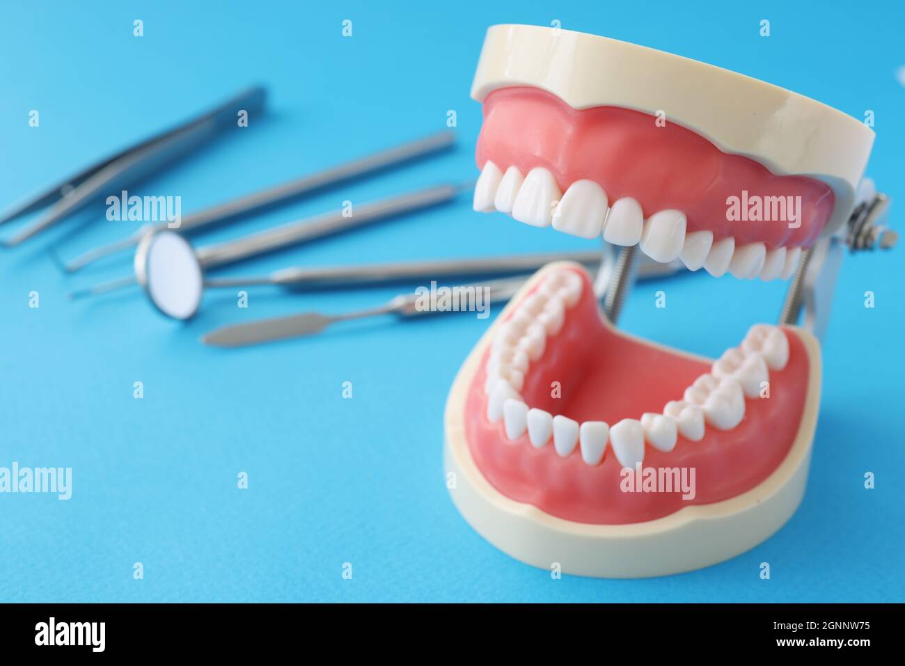 Artificial jaw with equal beautiful teeth and dental instrument on ...