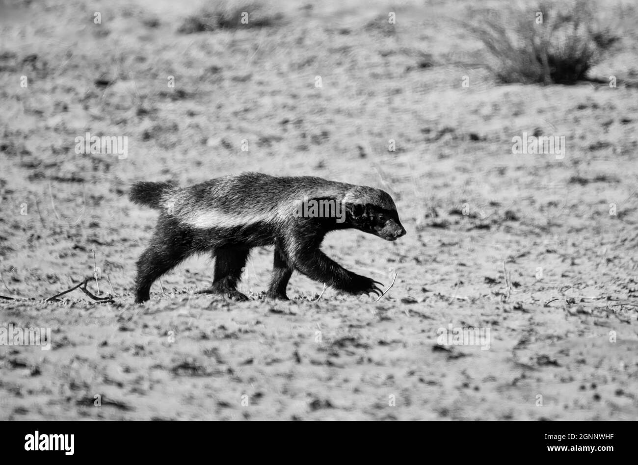 Ratel honey badger Black and White Stock Photos & Images - Alamy