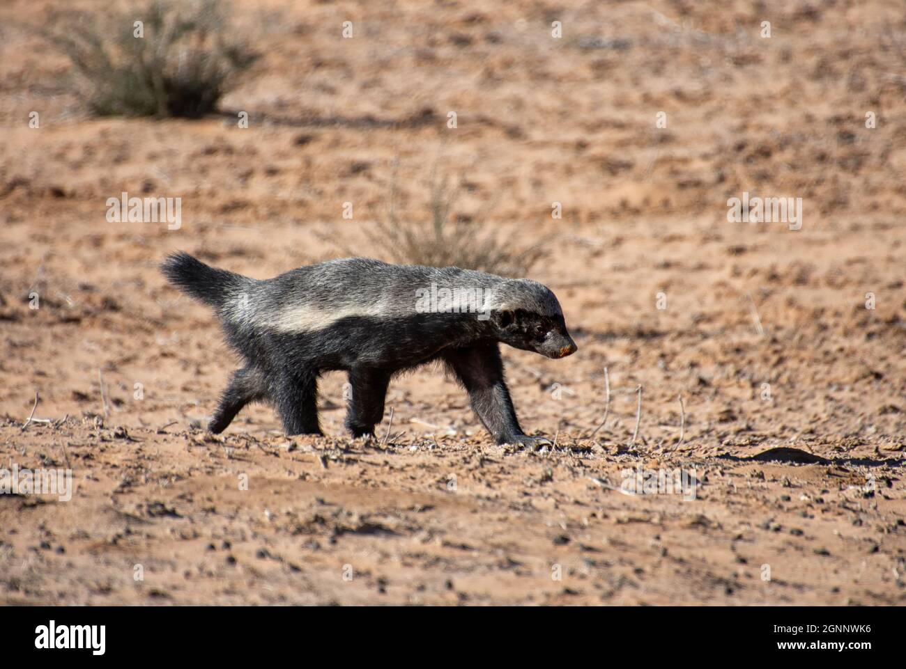 A Honey Badger foraging in Kalahari savannah Stock Photo - Alamy
