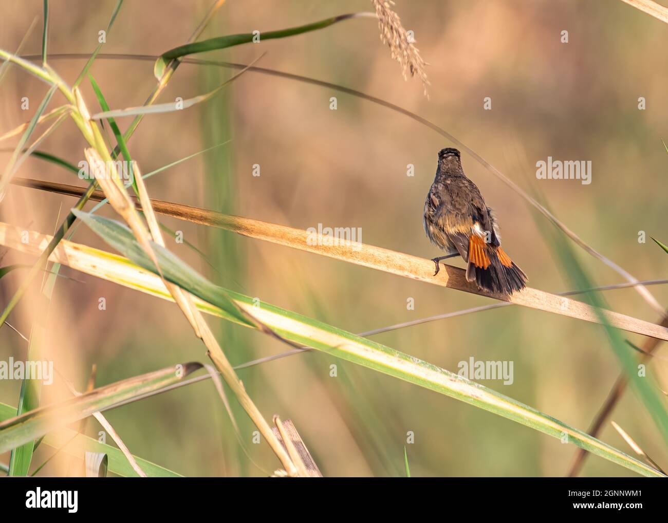 A Blue throat bird have a beautiful orange tail also Stock Photo - Alamy