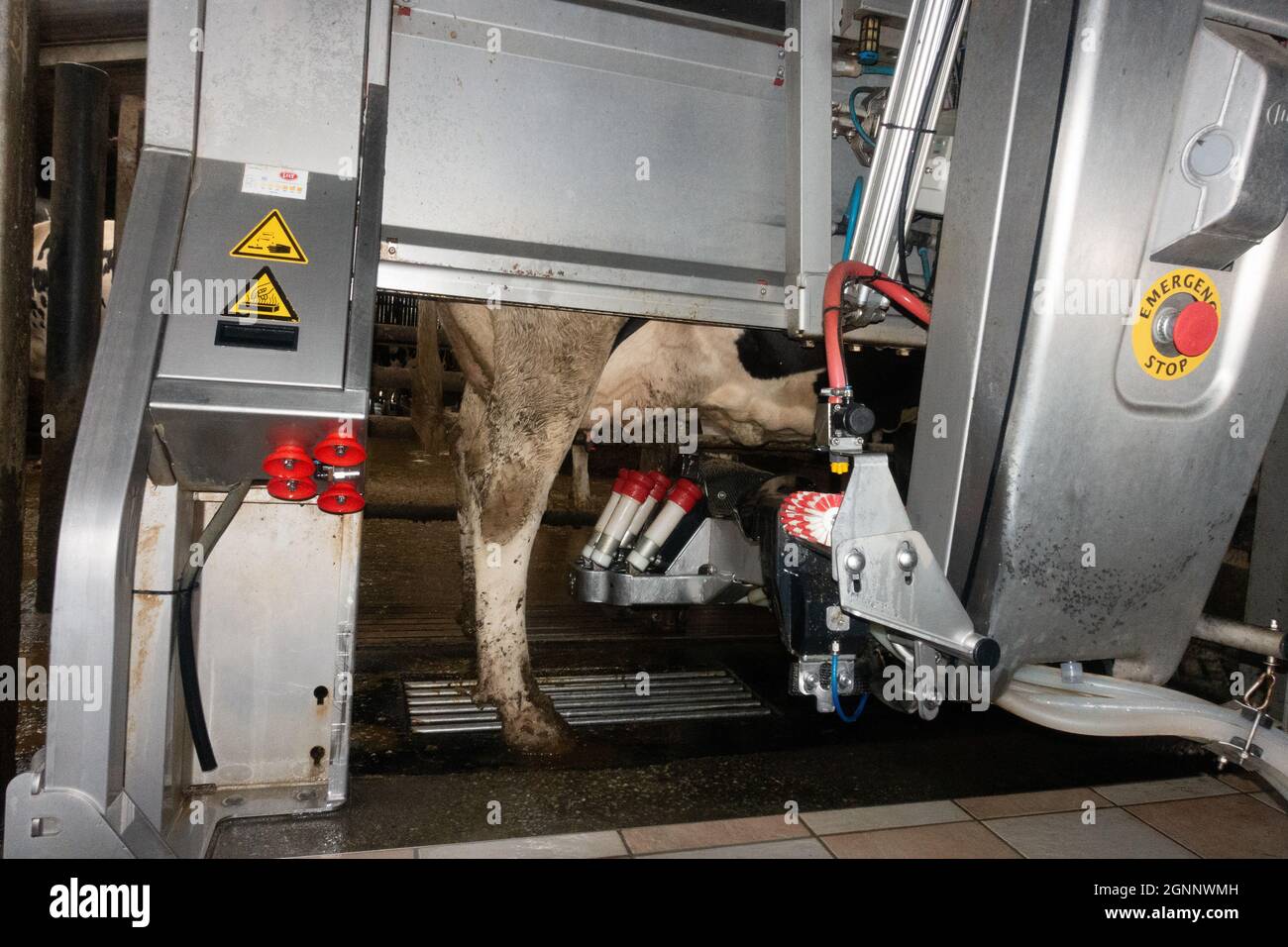 Automatic cow milking machine hi-res stock photography and images - Alamy