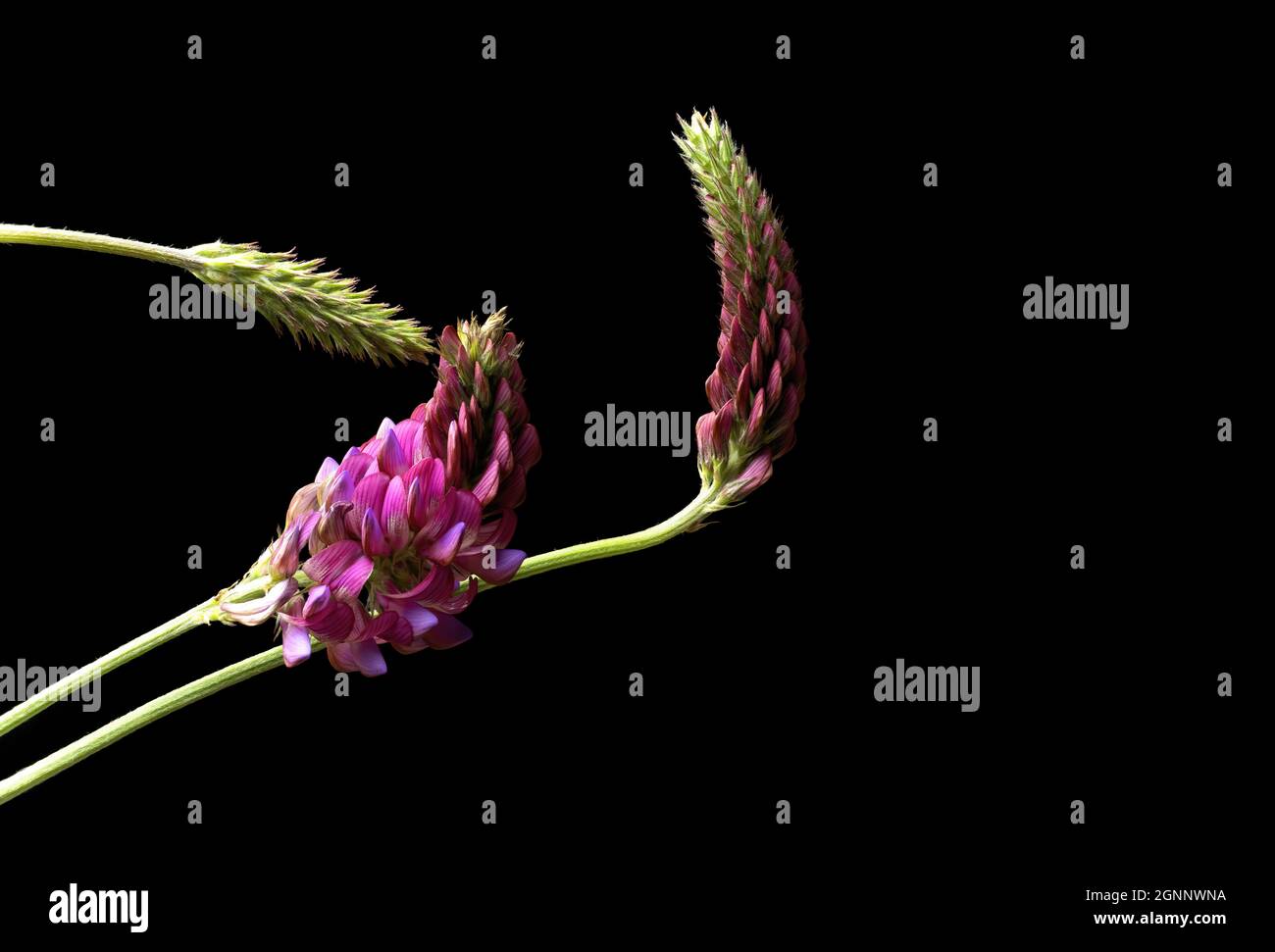 Triangle pod milkvetch hi-res stock photography and images - Alamy