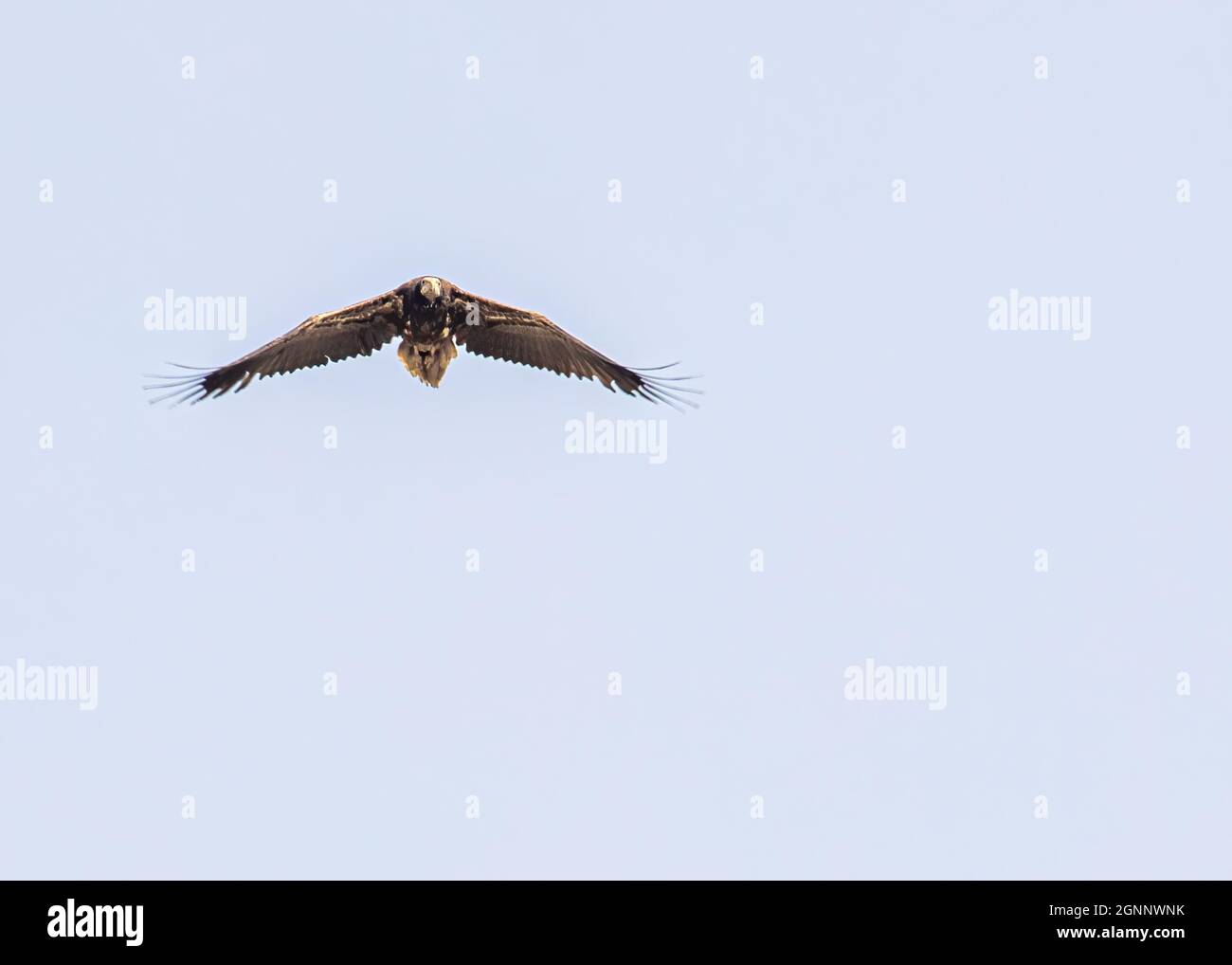 Eurasian vulture flying in sky Stock Photo - Alamy