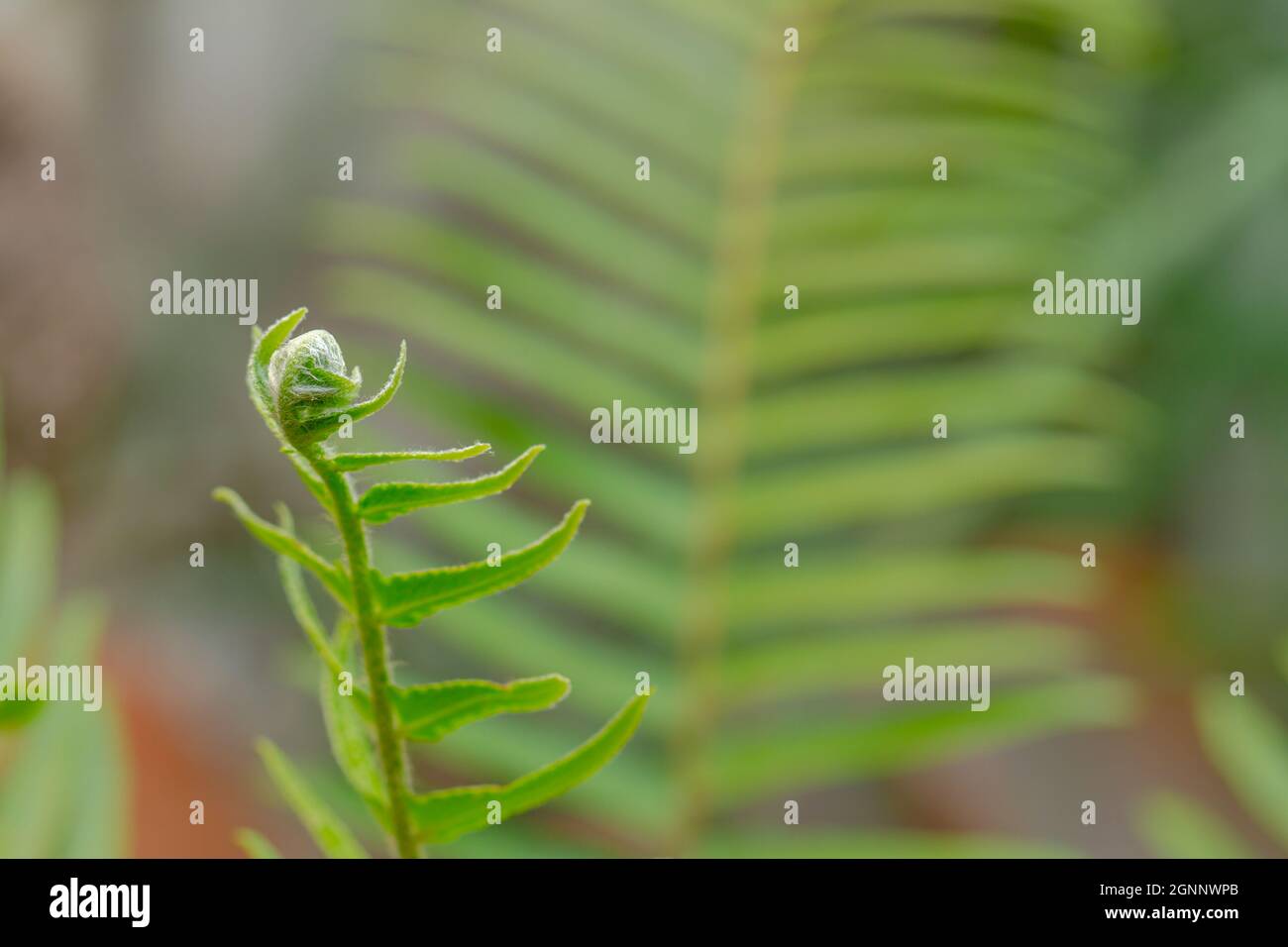 Fern plant leaf buds with a leaf background that has a unique and ...