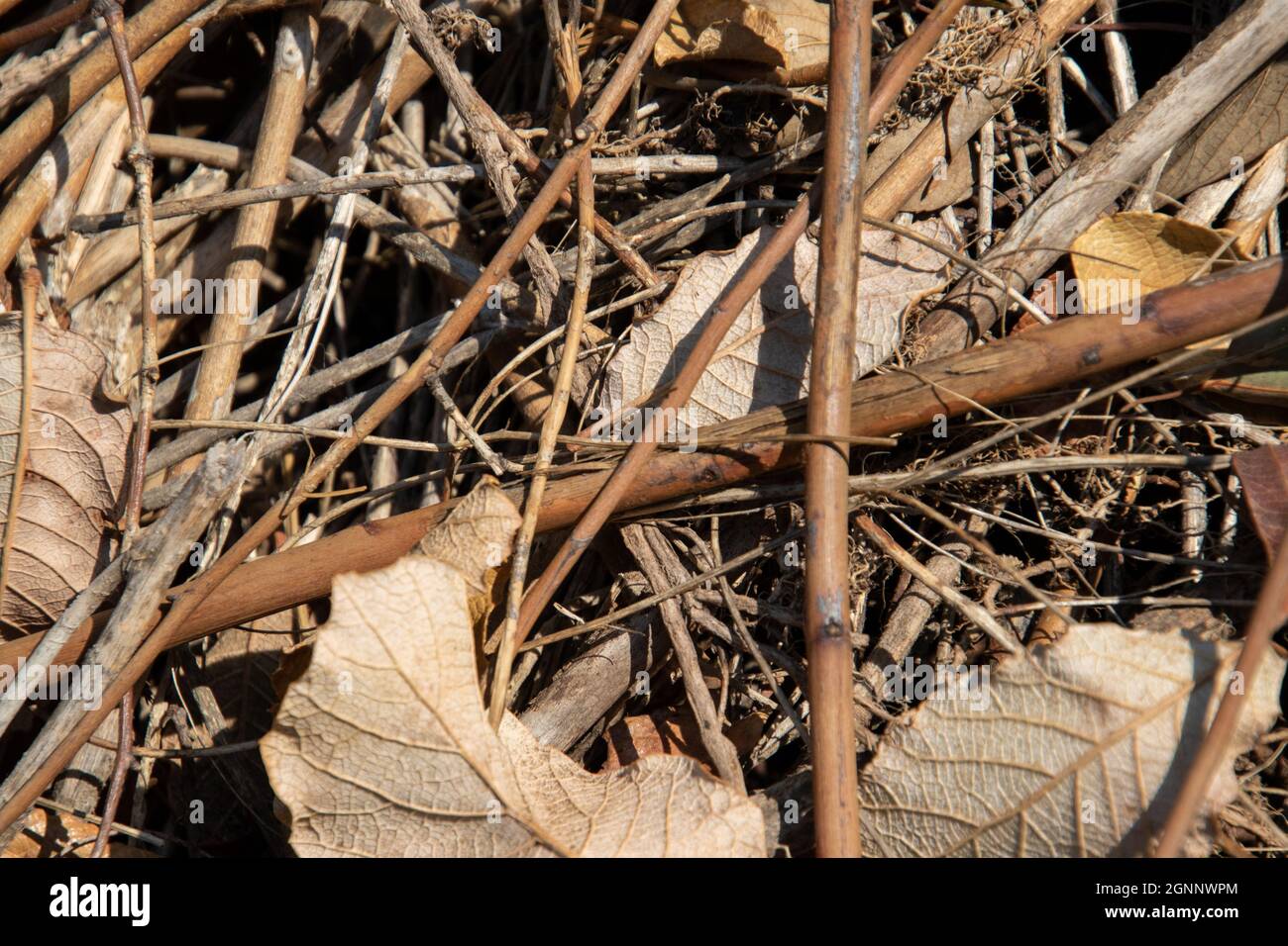 Up close image of dry plant material, twigs and leaves, full frame ...