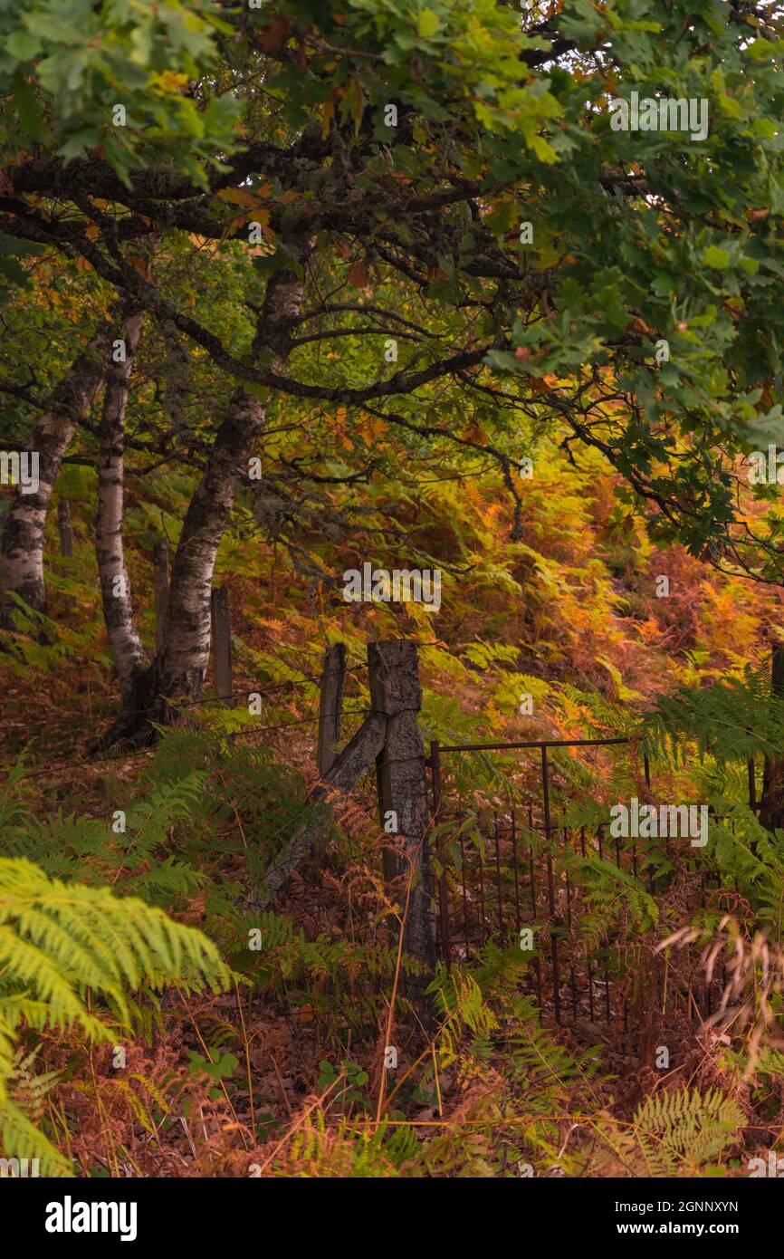 gate on overgrown path in a woodland Stock Photo - Alamy