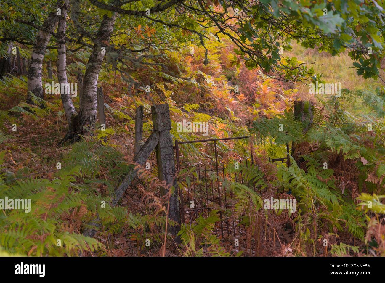 gate on overgrown path in a woodland Stock Photo - Alamy