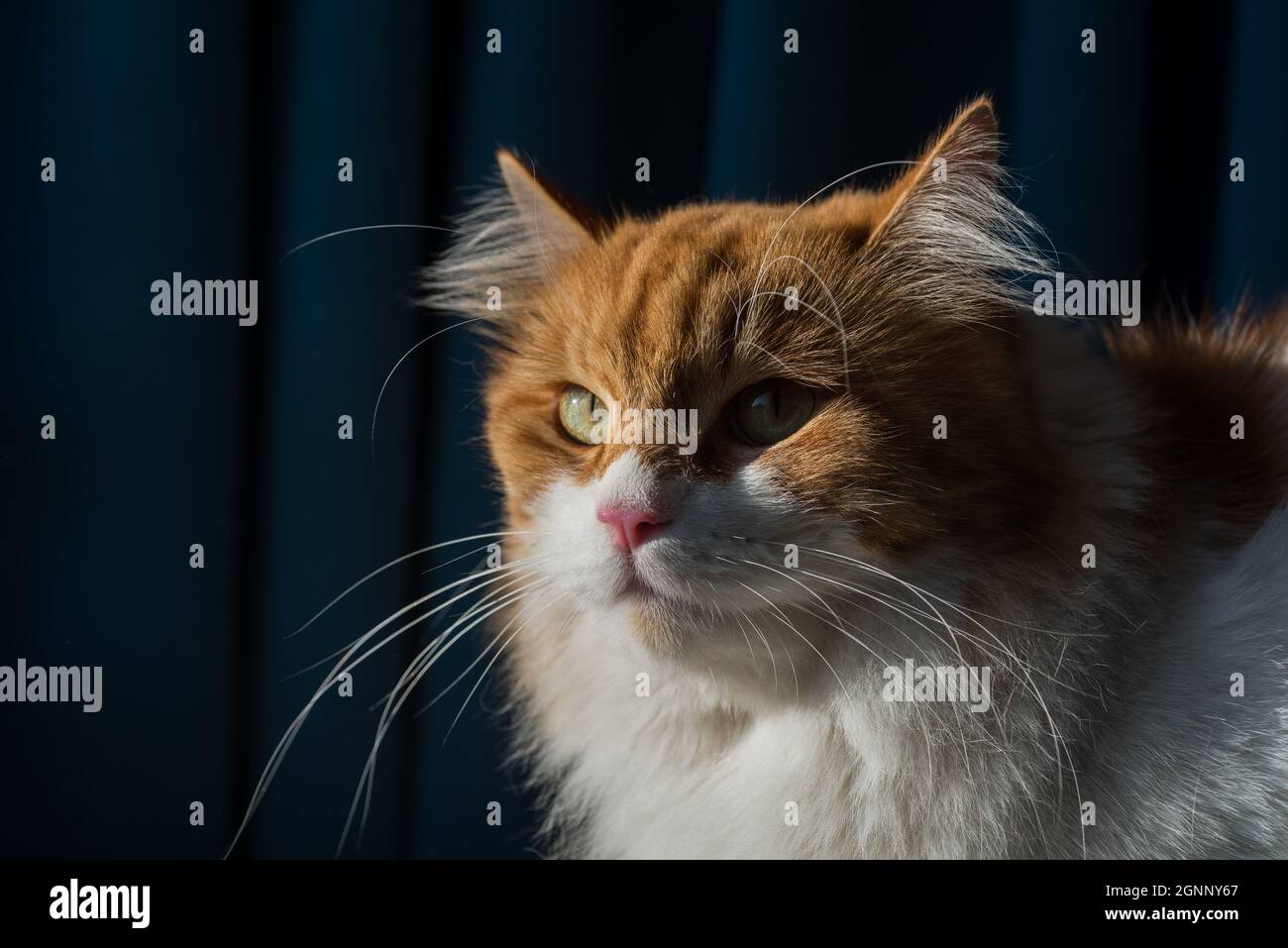 orange cat gazing Stock Photo - Alamy