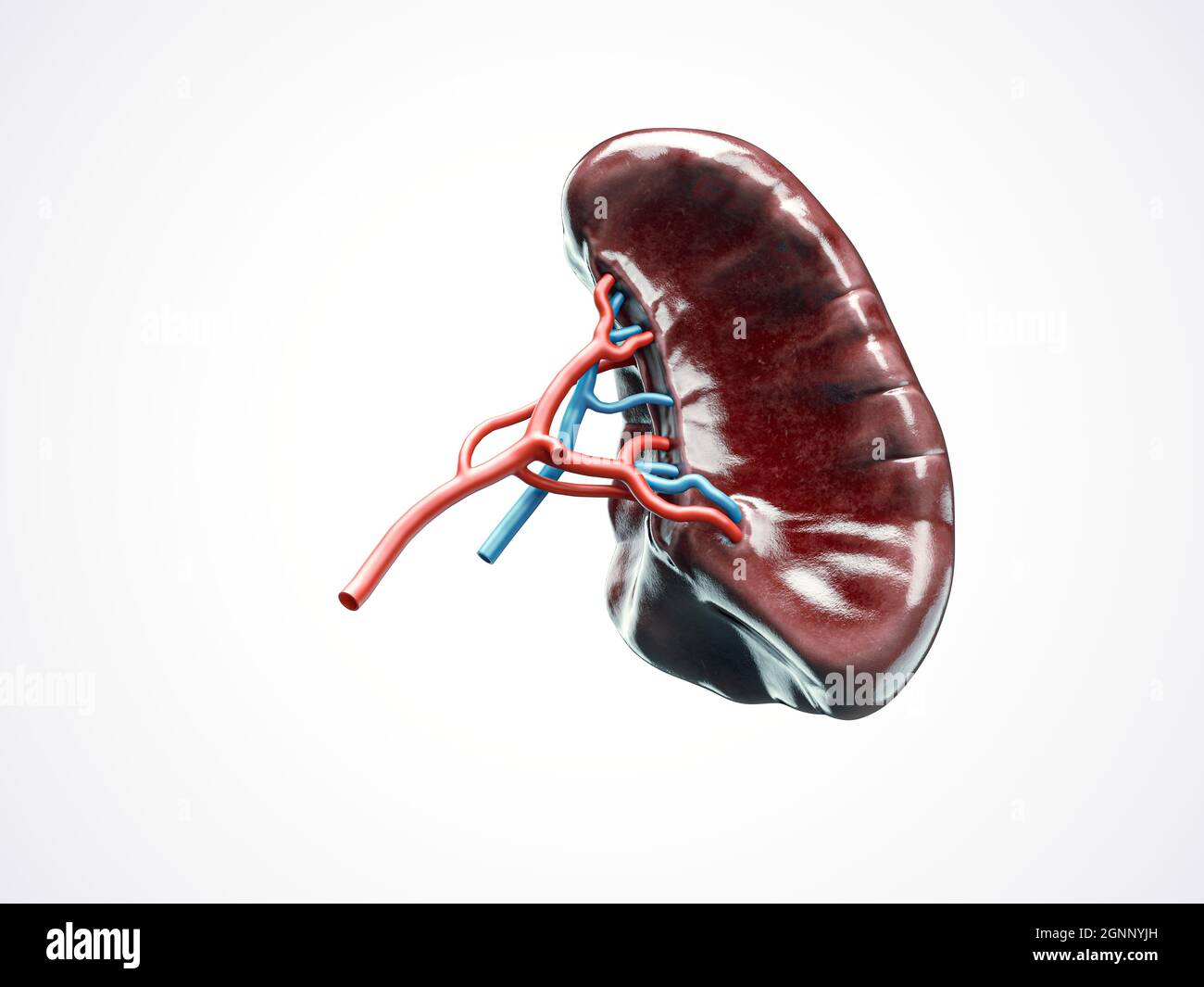Anatomically accurate 3d illustration of human internal organ spleen ...