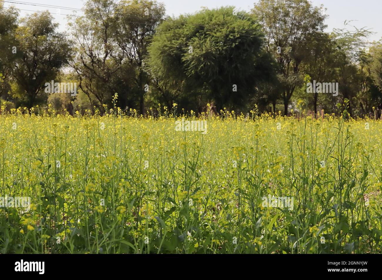 Mustard field india hi-res stock photography and images - Alamy