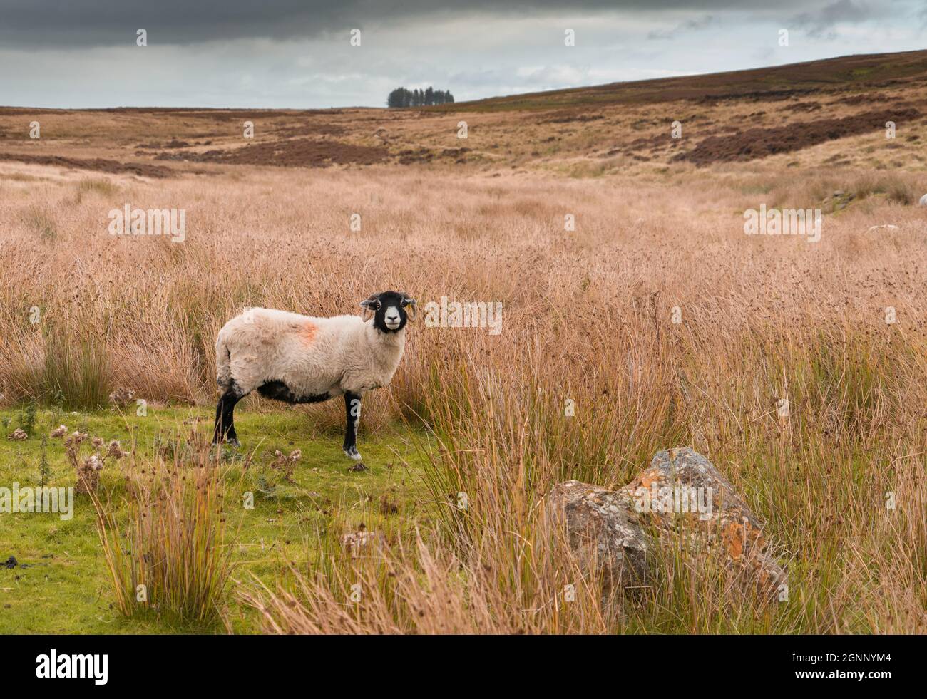 Swaledale sheep on moorland in Northumberland Stock Photo - Alamy