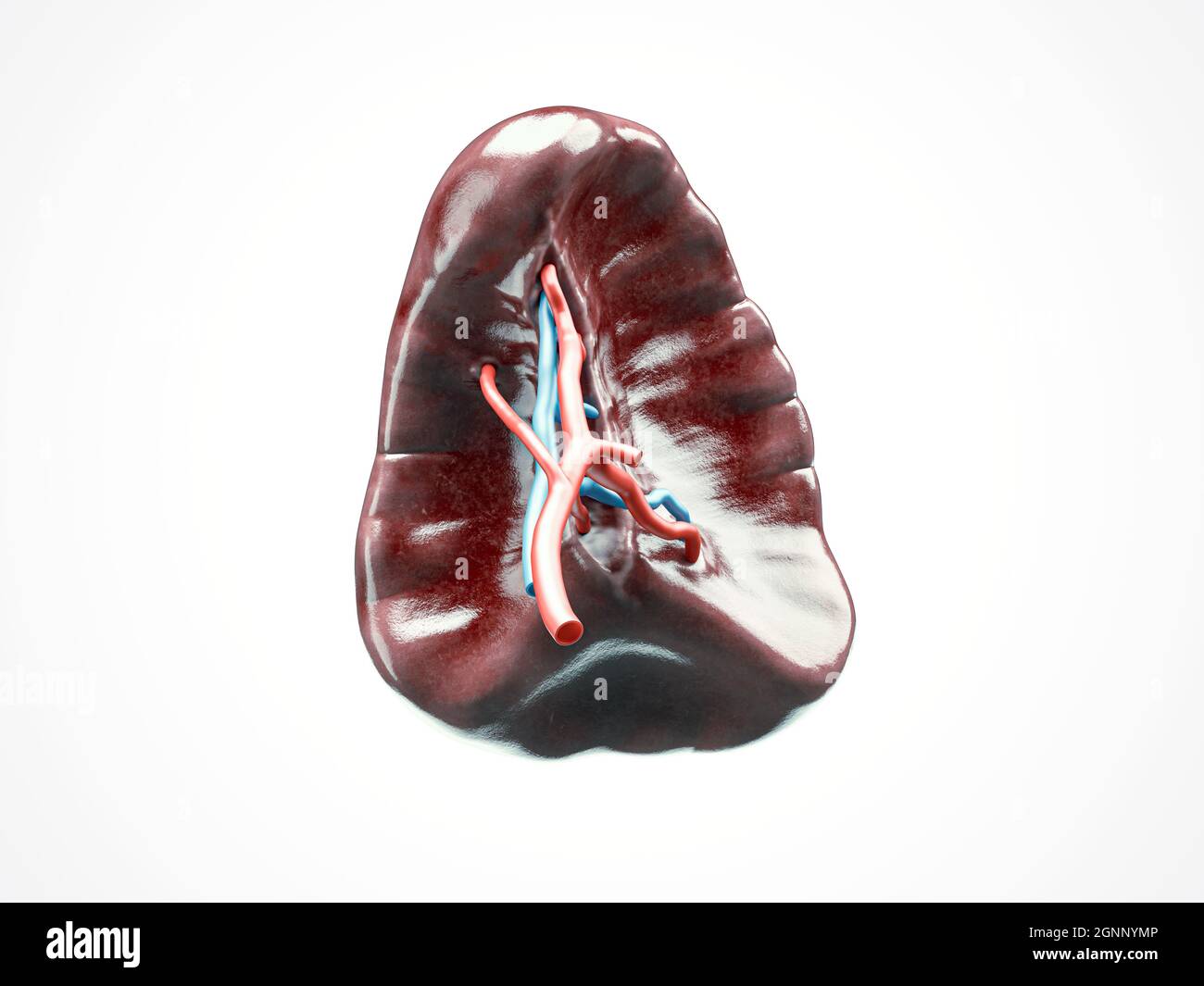 Anatomically accurate 3d illustration of human internal organ spleen ...