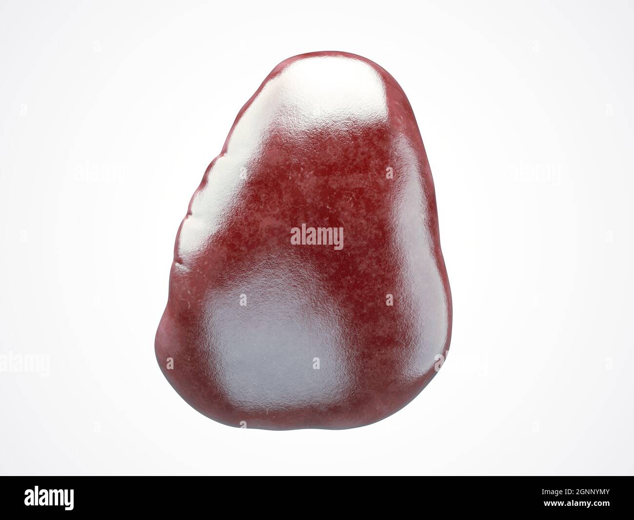 Anatomically accurate 3d illustration of human internal organ spleen ...