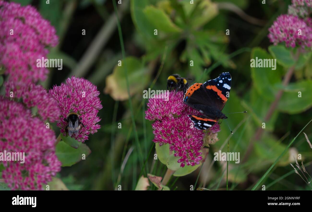 Butterfly bees with wings hi-res stock photography and images - Alamy
